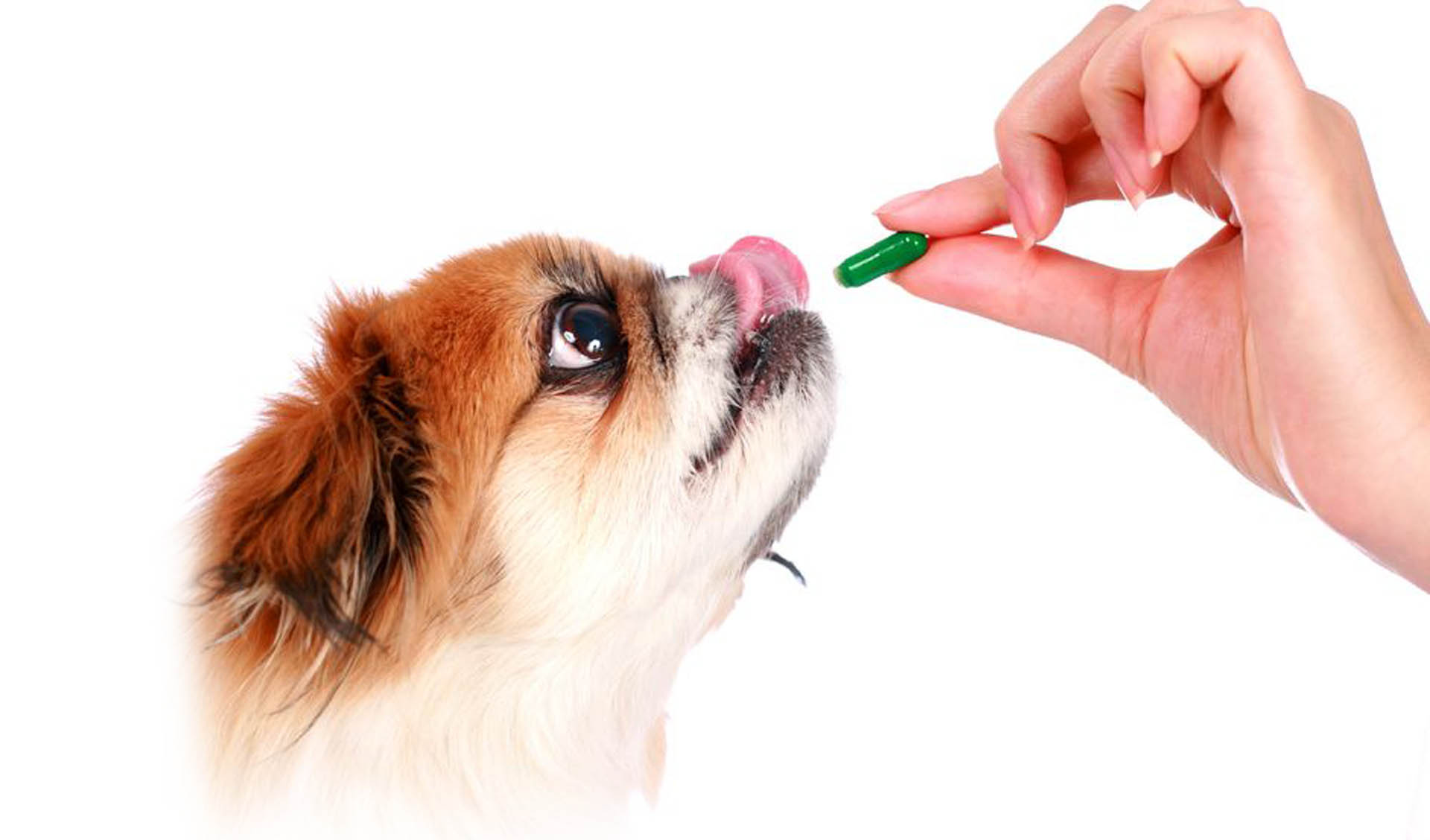 How To Give A Pill To Your Dog Centrepointe Animal Hospital