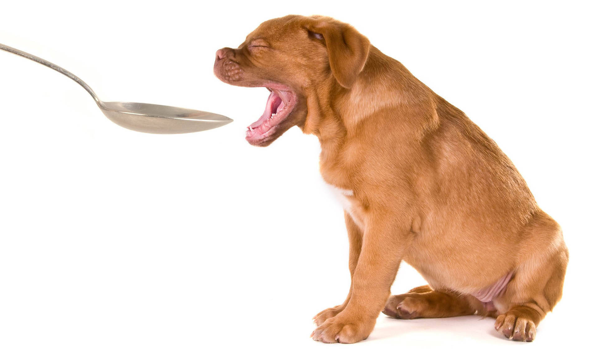An Easy Way To Give Liquid Medication To Your Dog An Easy Way To Give Liquid Medication To Your Dog